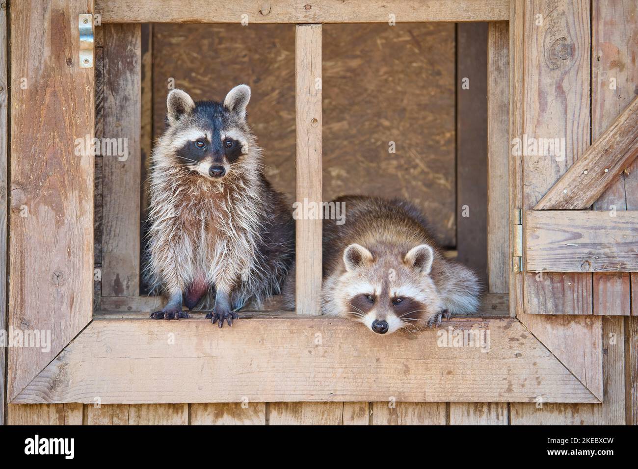 Raccoon (Procyon lotor), two animal in wooden window Stock Photo - Alamy
