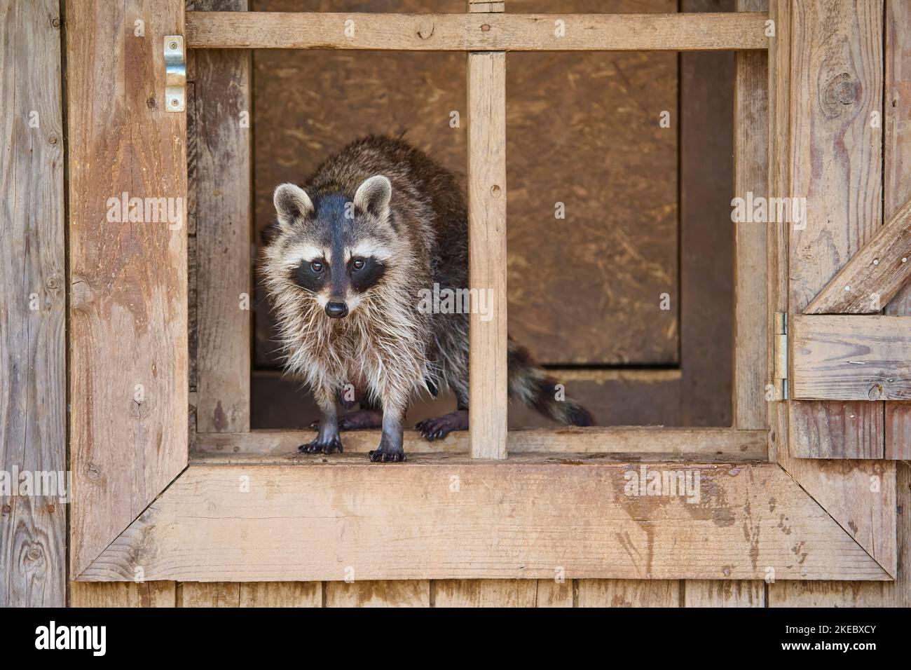 Raccoon (Procyon lotor), in wooden window Stock Photo - Alamy