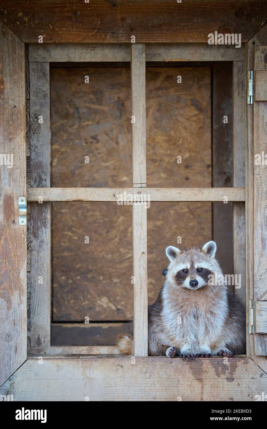 Raccoon (Procyon lotor), sits in wooden window Stock Photo - Alamy