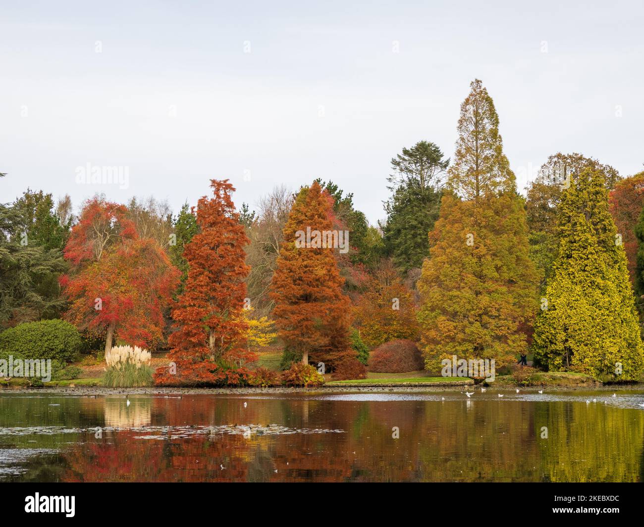 Autumn Trees in Sheffield Park Stock Photo - Alamy