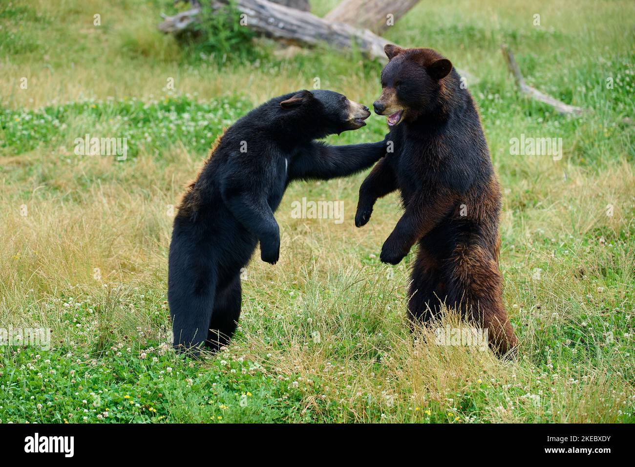 Black bear (Ursus americanus), two fighting Stock Photo - Alamy