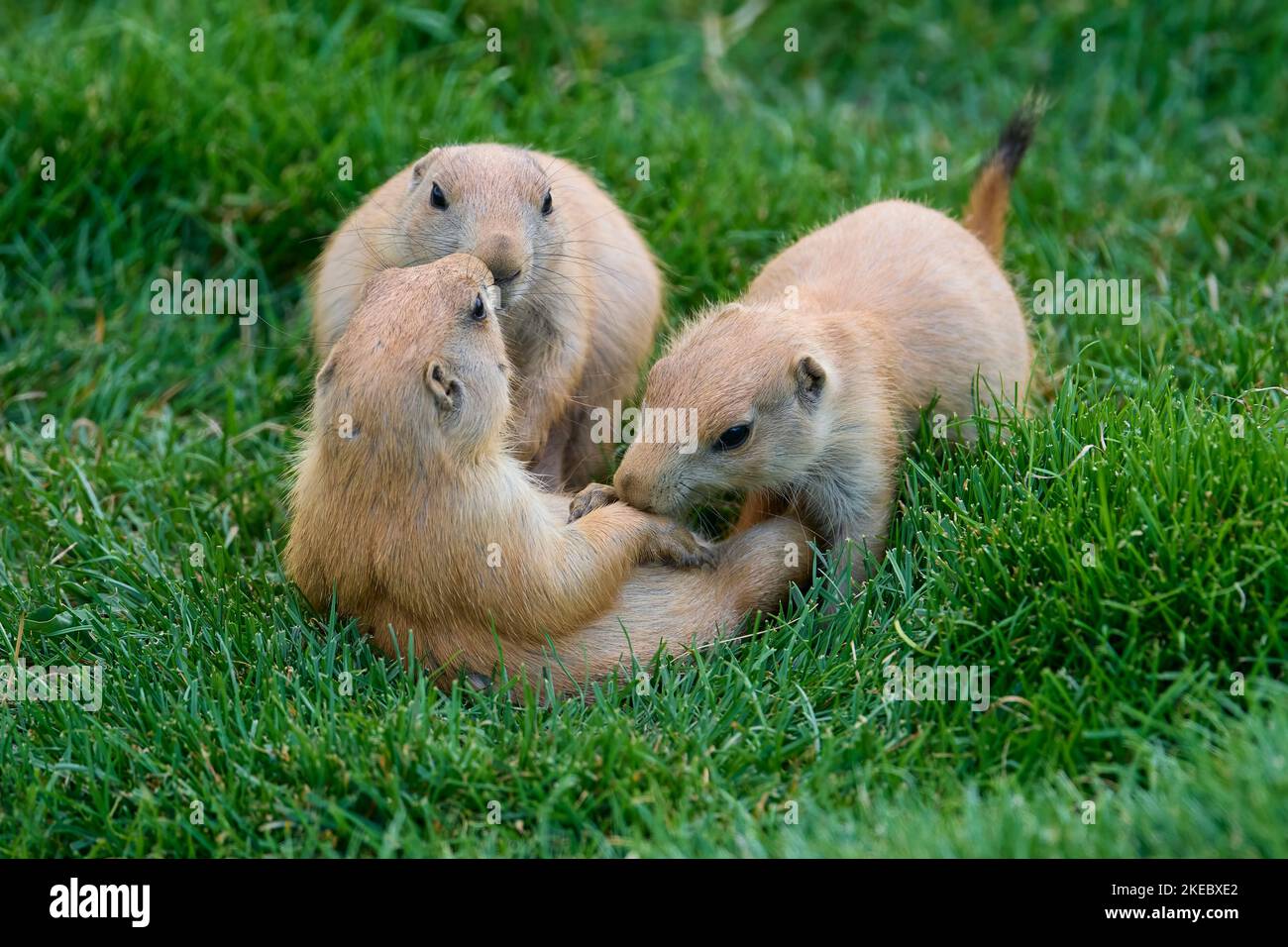 Black-tailed Prairie Dog (Cynomys ludovicianus), three young playing ...