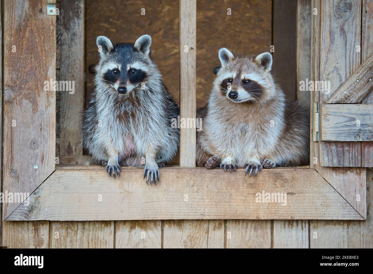 Two raccoon hi-res stock photography and images - Alamy