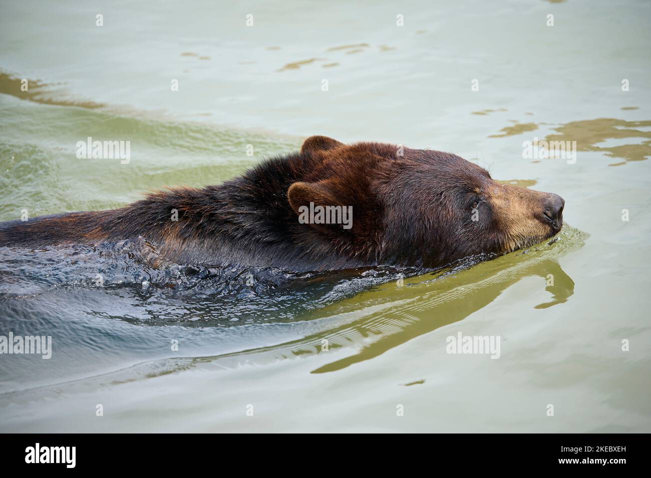 Black bear swimming hi-res stock photography and images - Alamy