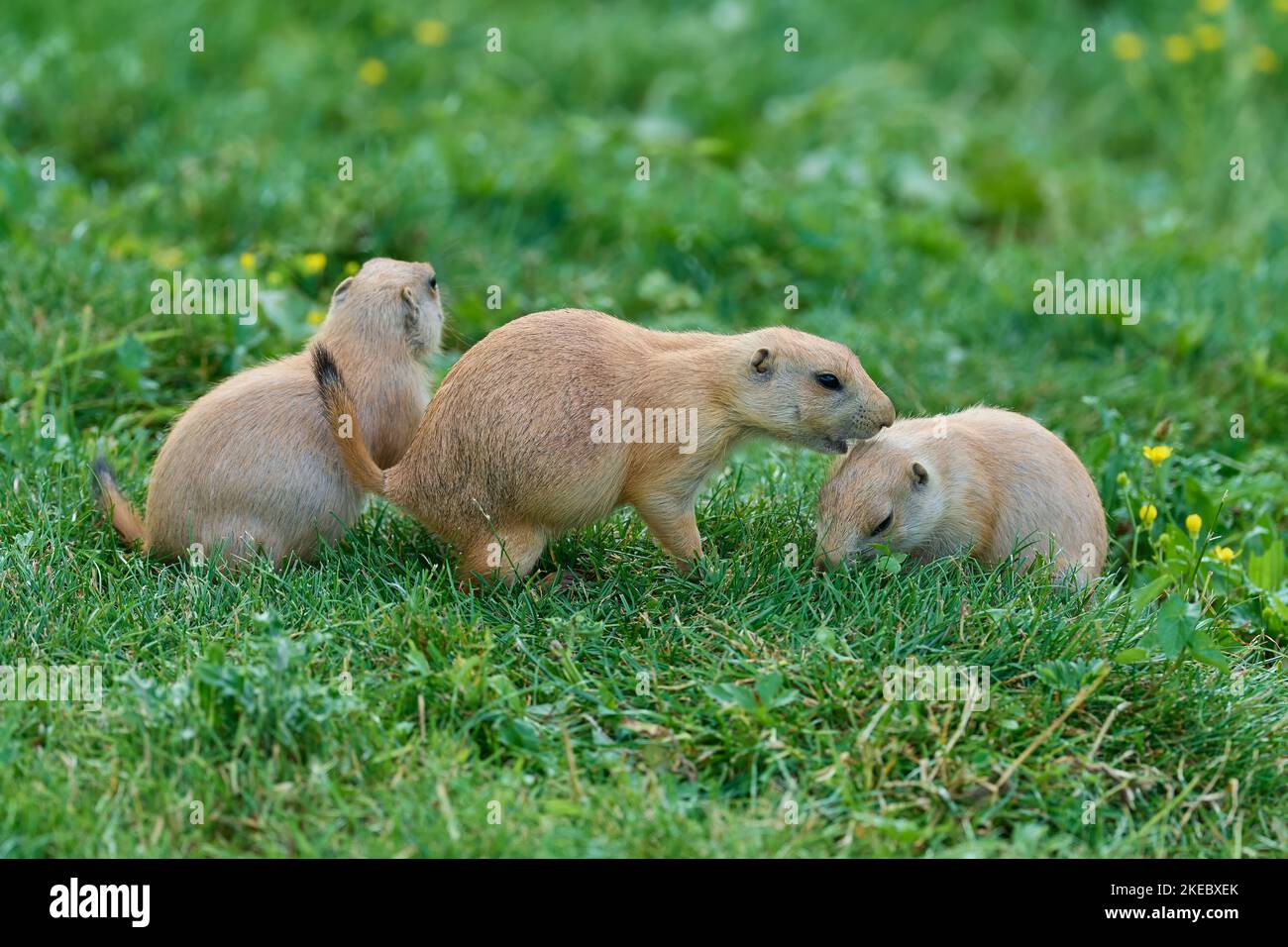 Black-tailed Prairie Dog (Cynomys ludovicianus), three young playing ...