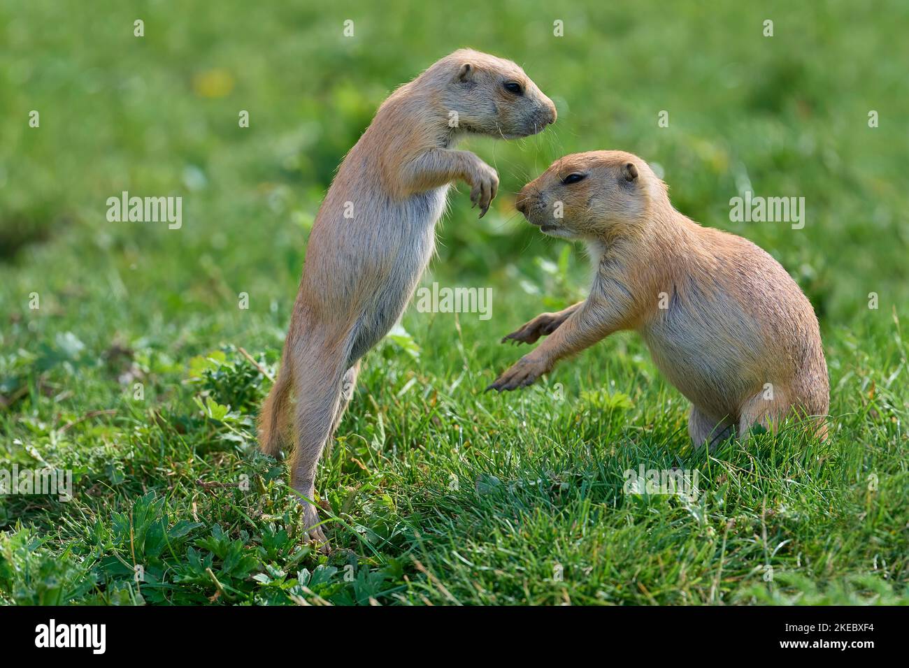 Black-tailed Prairie Dog (Cynomys ludovicianus), two young playing ...