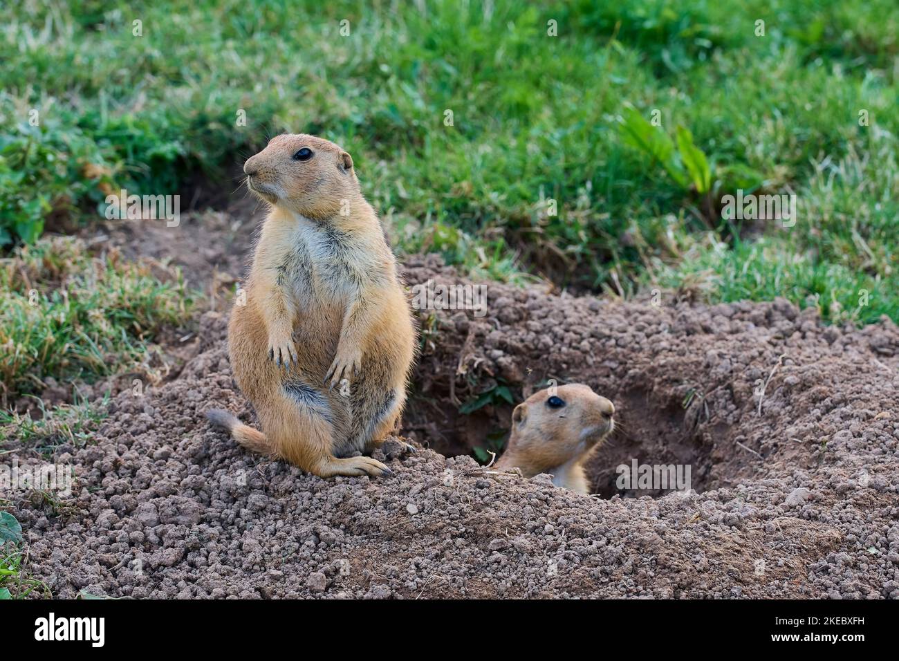 Two prairie dog hi-res stock photography and images - Alamy