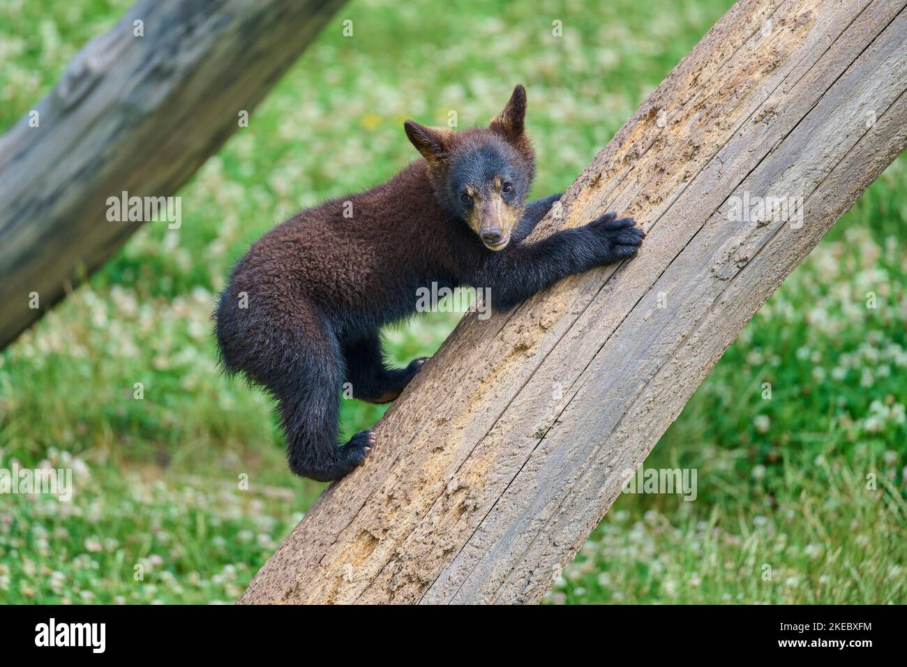 Black bear (Ursus americanus), cub climbing on tree trunk Stock Photo ...
