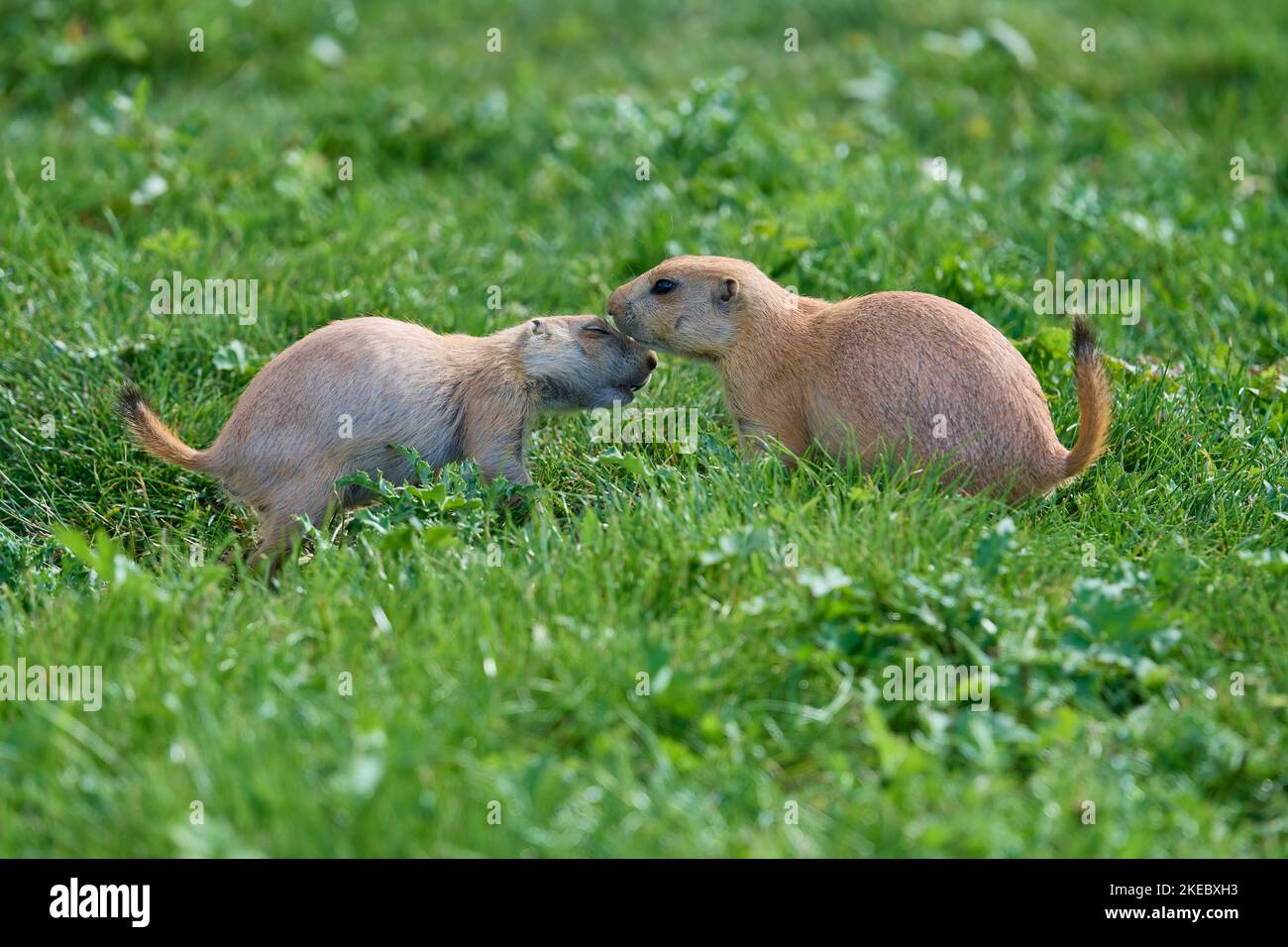 Black-tailed Prairie Dog (Cynomys ludovicianus), two young playing ...