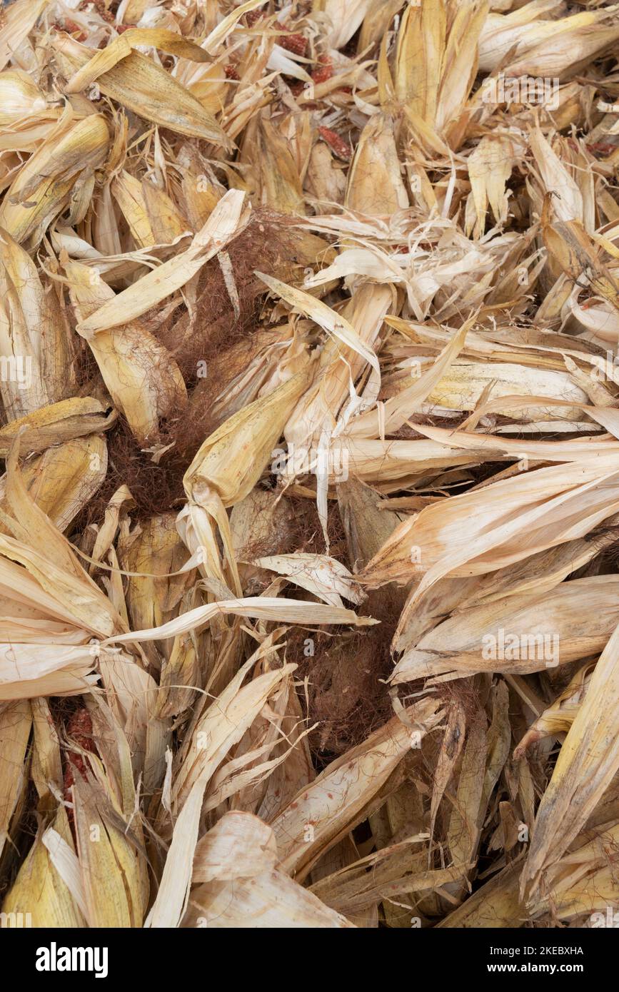 Discarded Corn or Maize Vegetable Leaves Stock Photo - Alamy