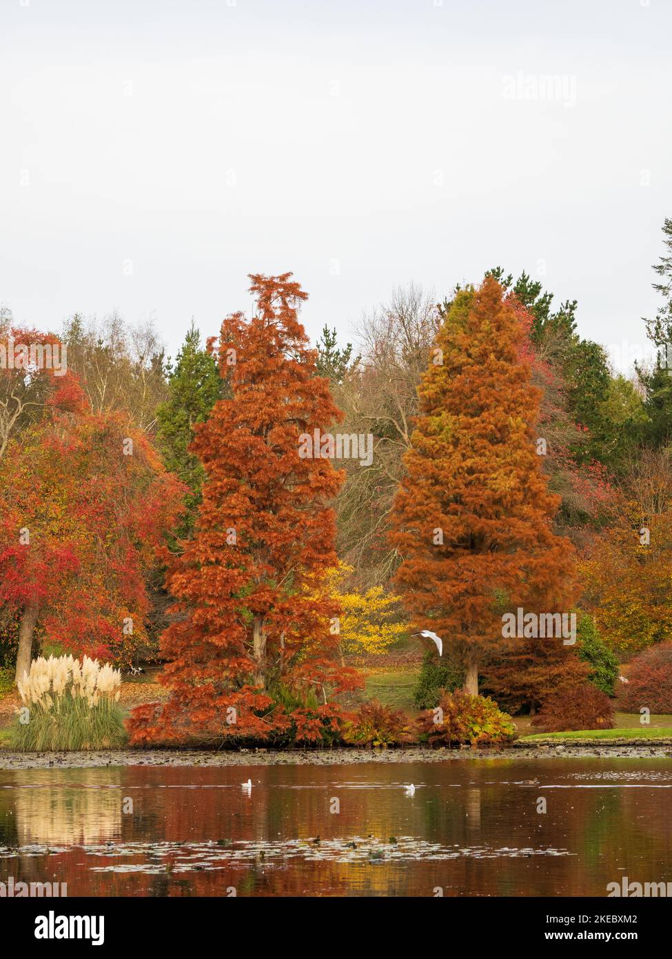 Autumn Trees in Sheffield Park Stock Photo - Alamy