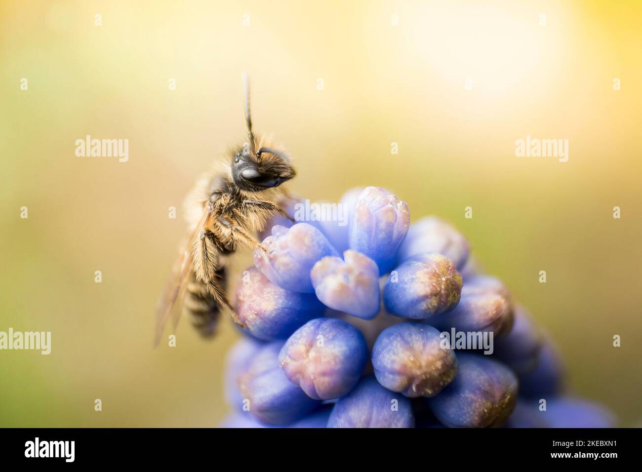 Sand bee hi-res stock photography and images - Alamy