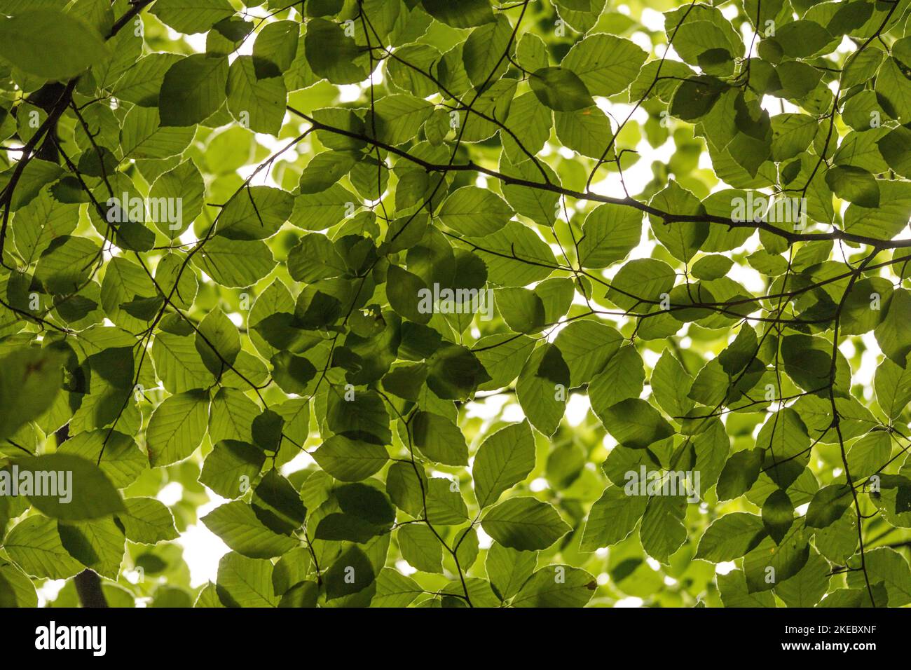 Canopy level hi-res stock photography and images - Alamy