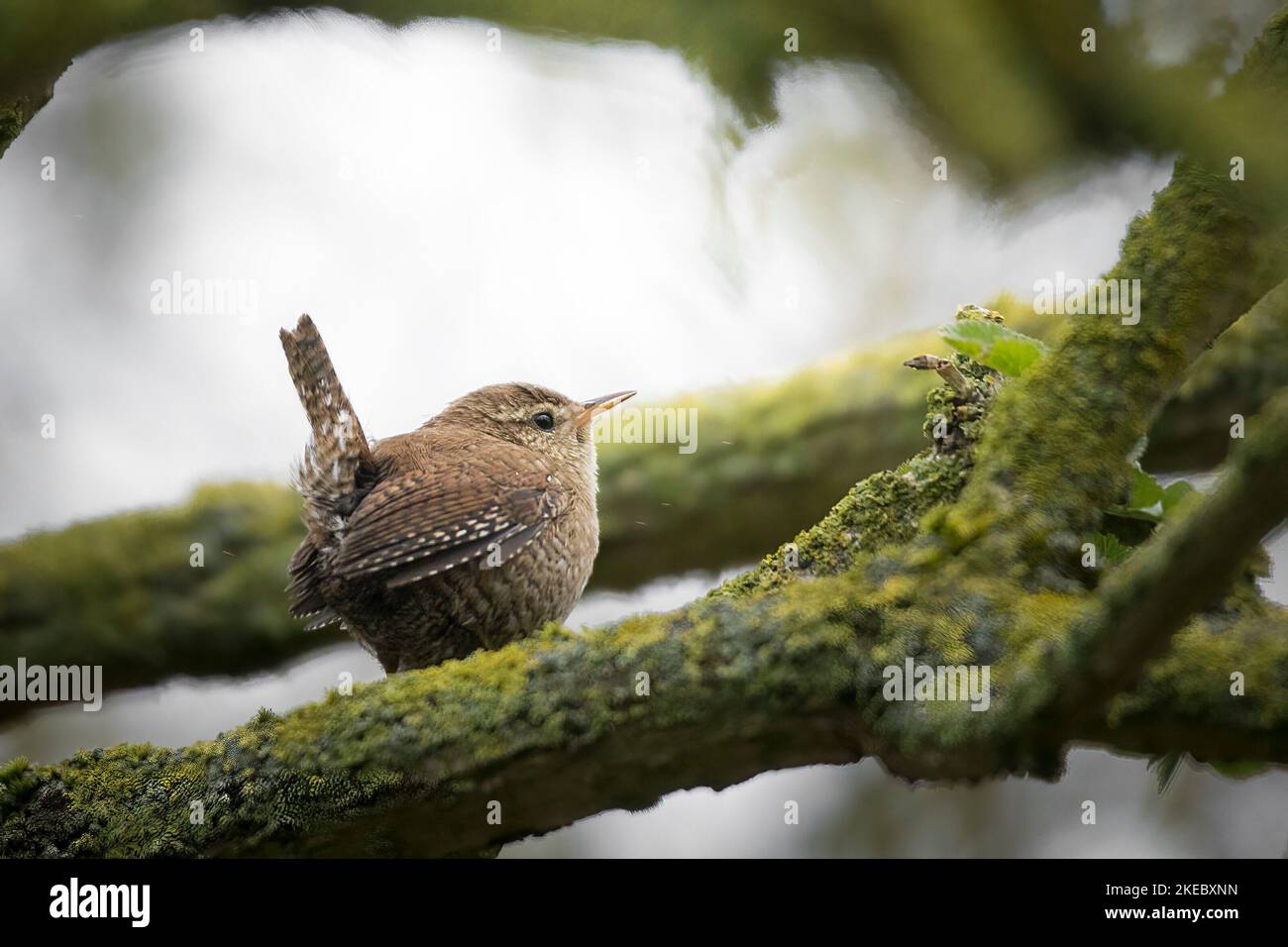 Wren close up beak hi-res stock photography and images - Alamy