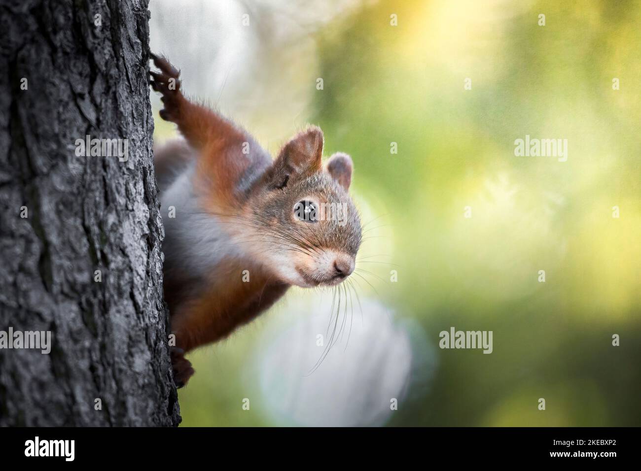 Squirrel on a tree Stock Photo - Alamy