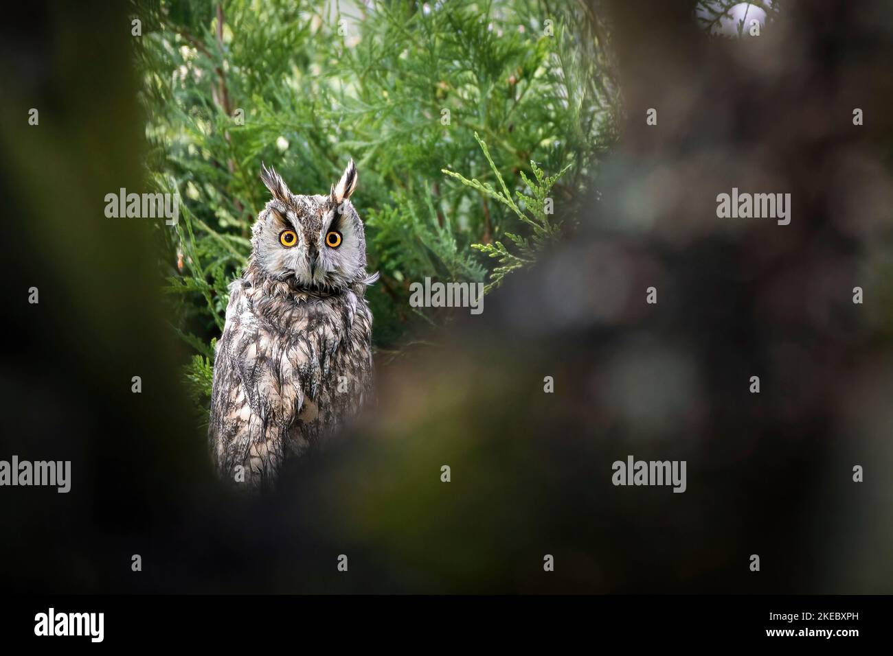 Owl in tree hi-res stock photography and images - Alamy