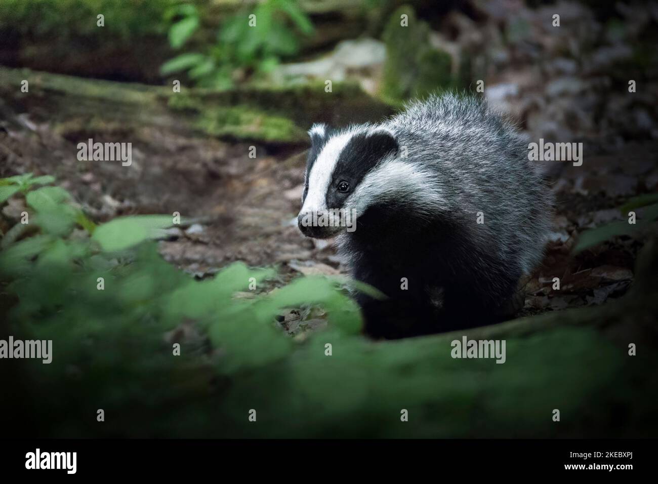Baby badger hi-res stock photography and images - Alamy
