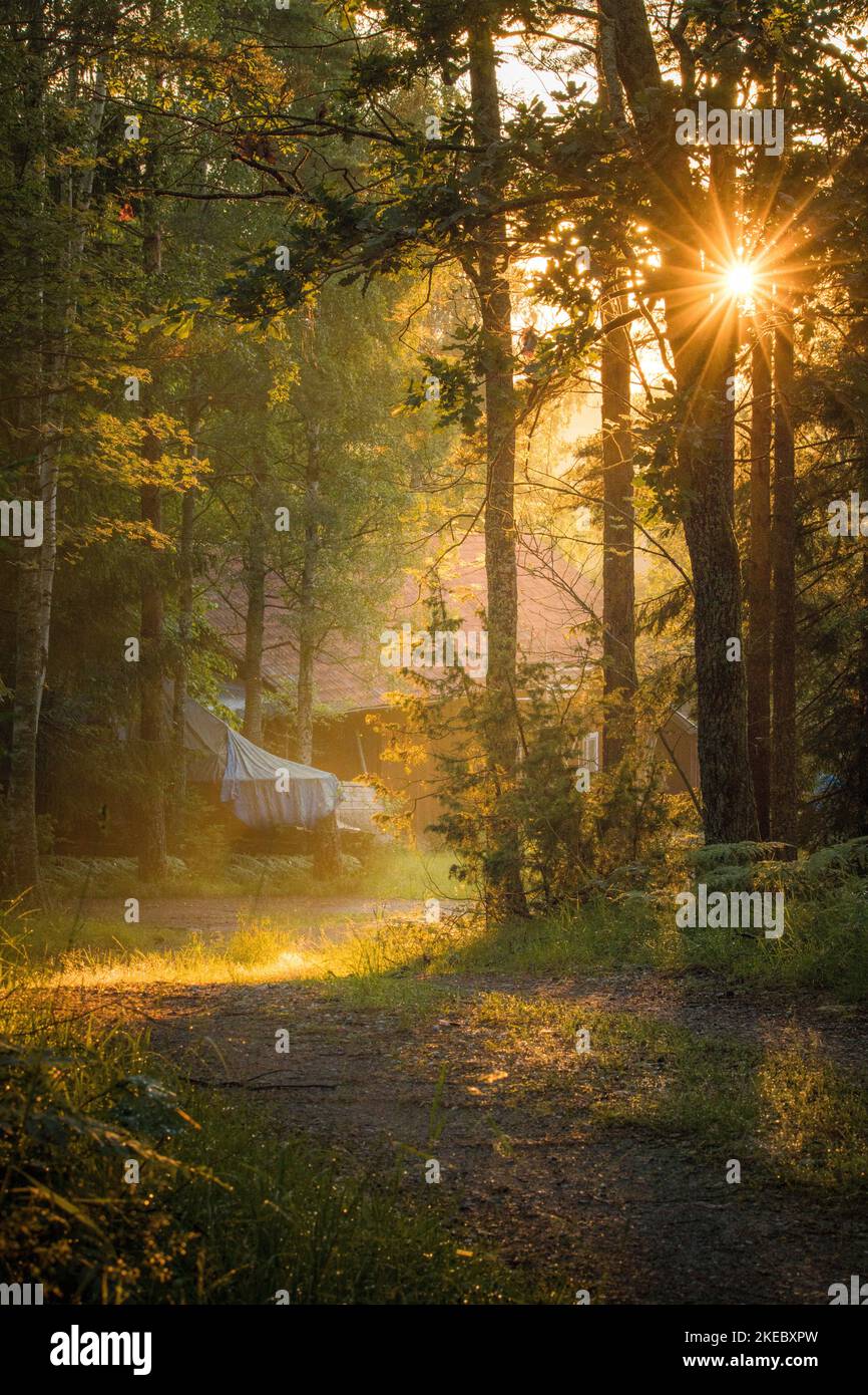 Forest path with sun star Stock Photo - Alamy