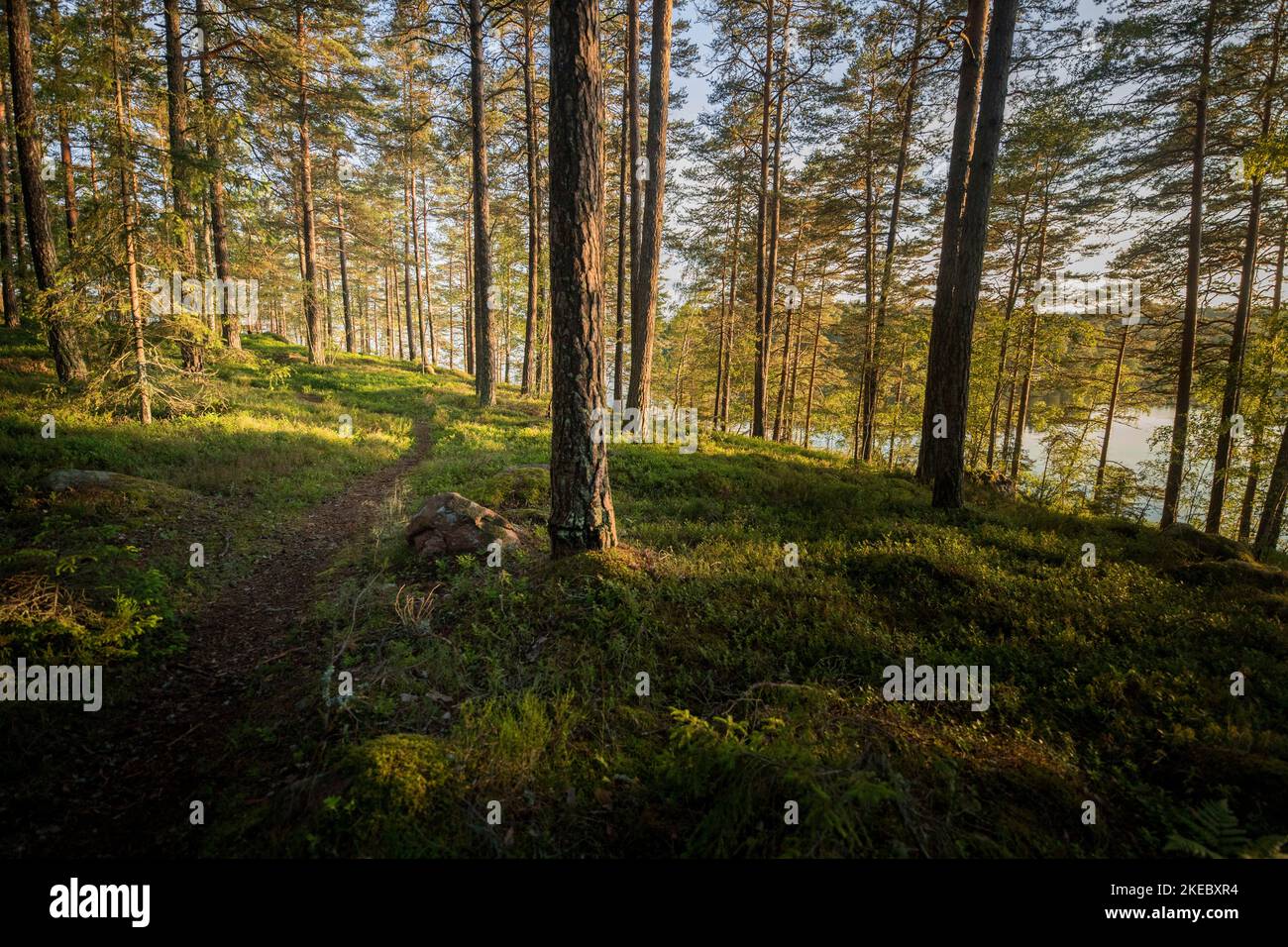 Tall pinetree hi-res stock photography and images - Alamy