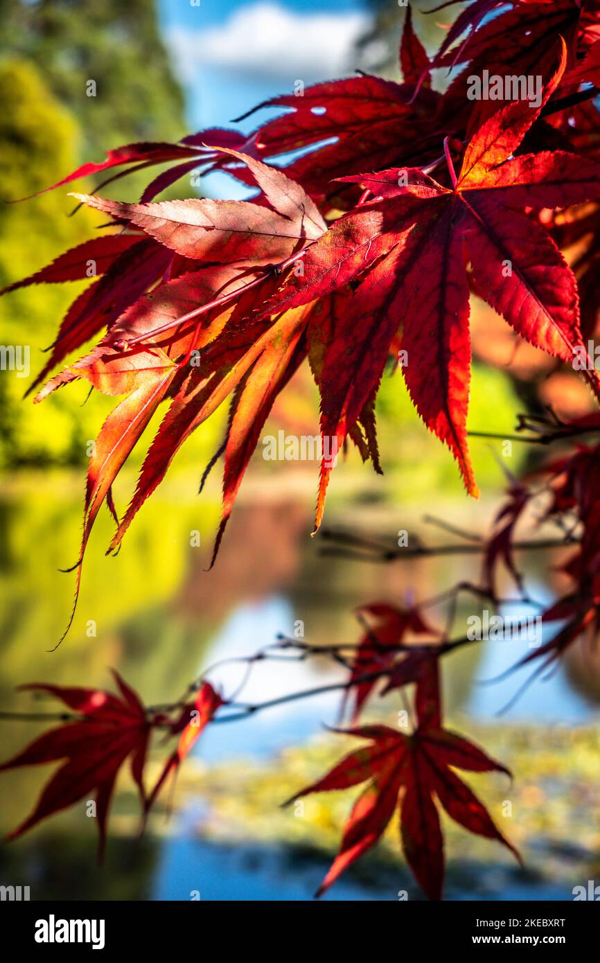 Red orange reflection in water hi-res stock photography and images - Alamy