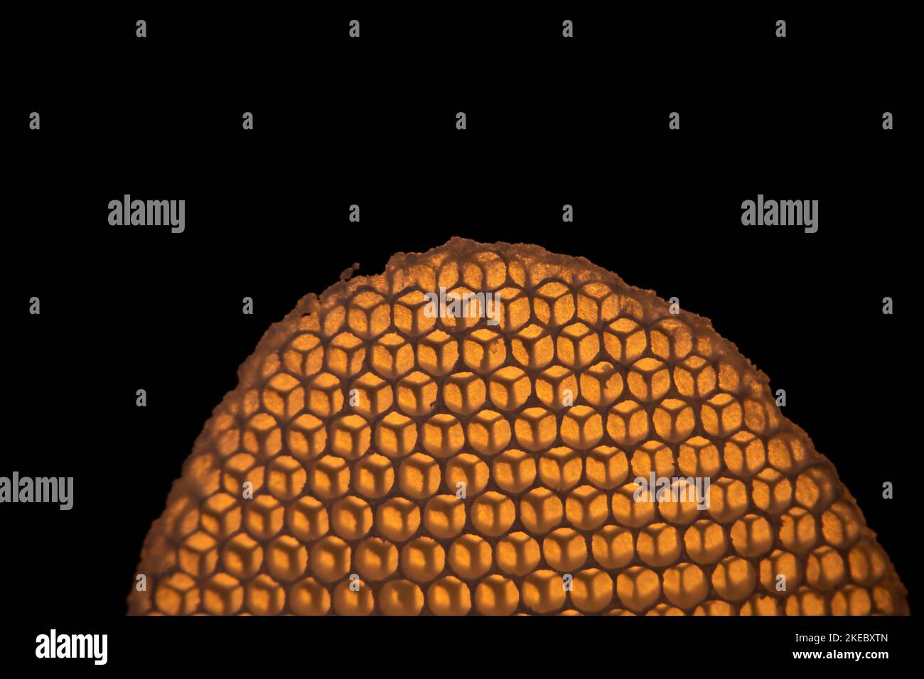 Honeycomb appearance hi-res stock photography and images - Alamy