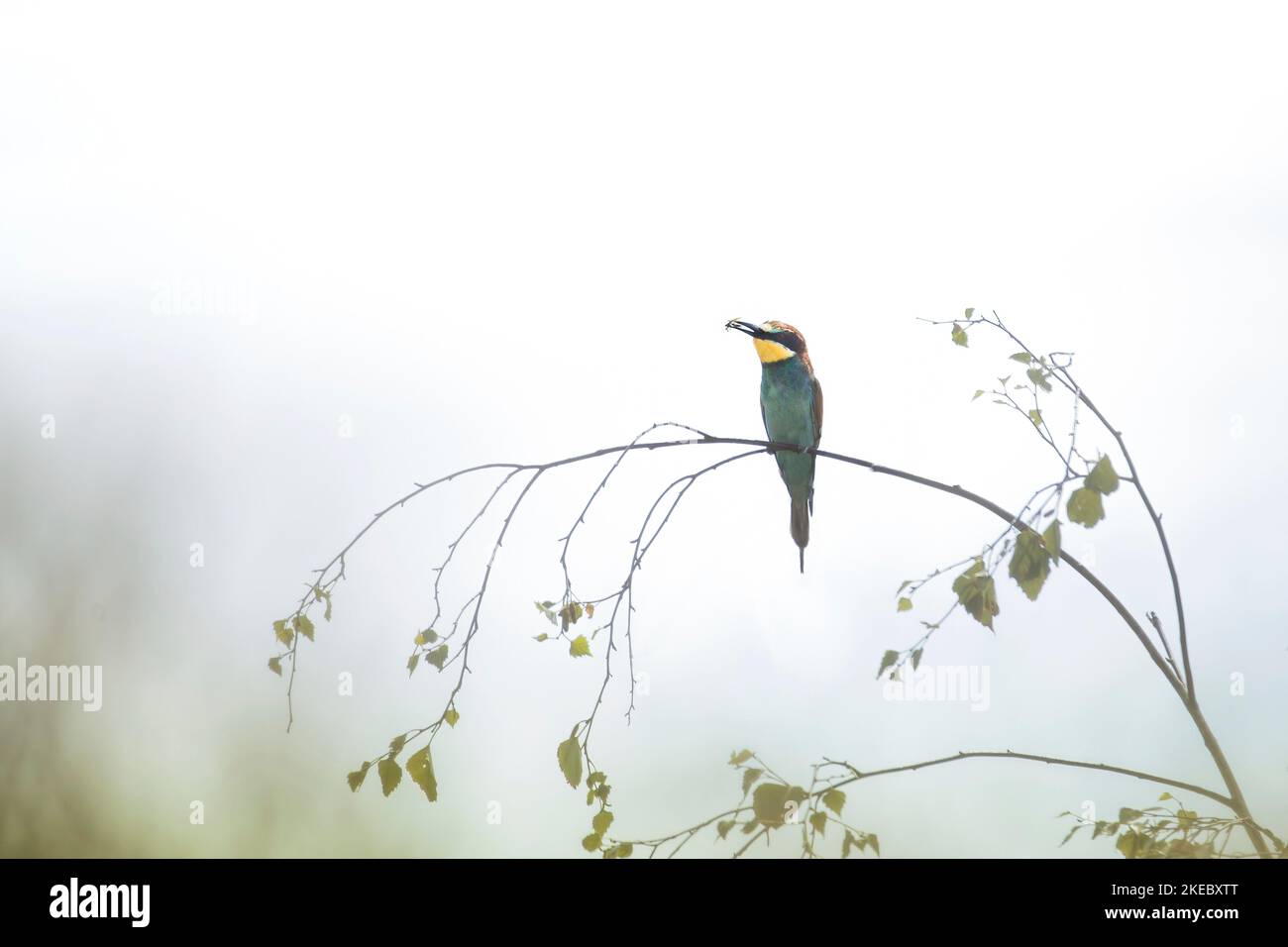 Hunting bee hi-res stock photography and images - Alamy