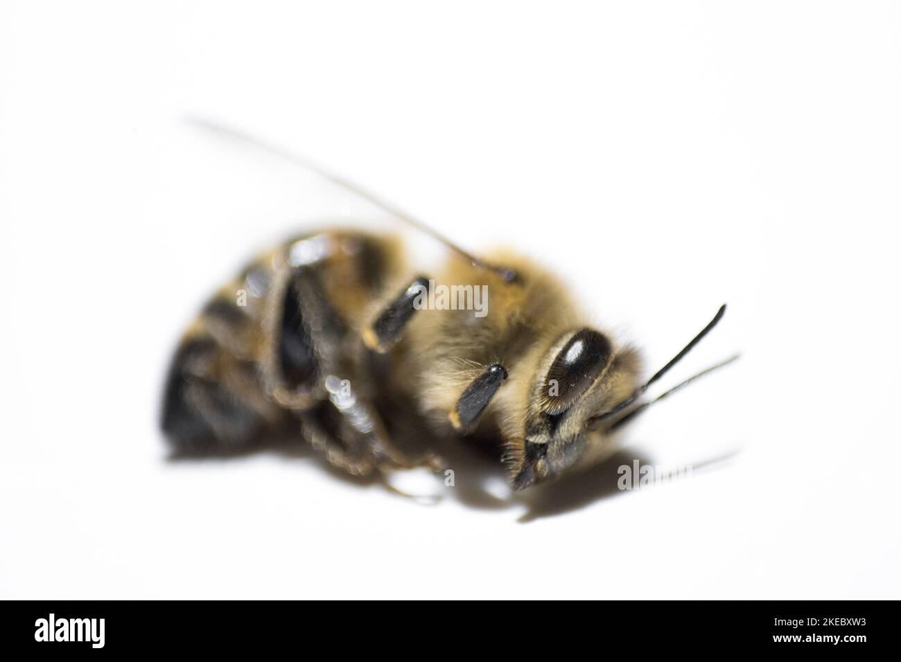 Dead wild bees hi-res stock photography and images - Alamy