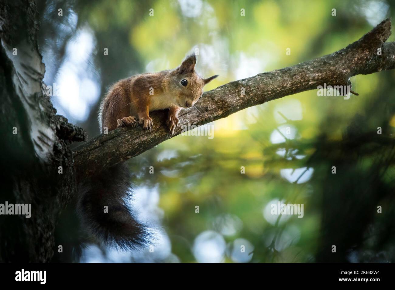 Squirrel in forest Stock Photo - Alamy