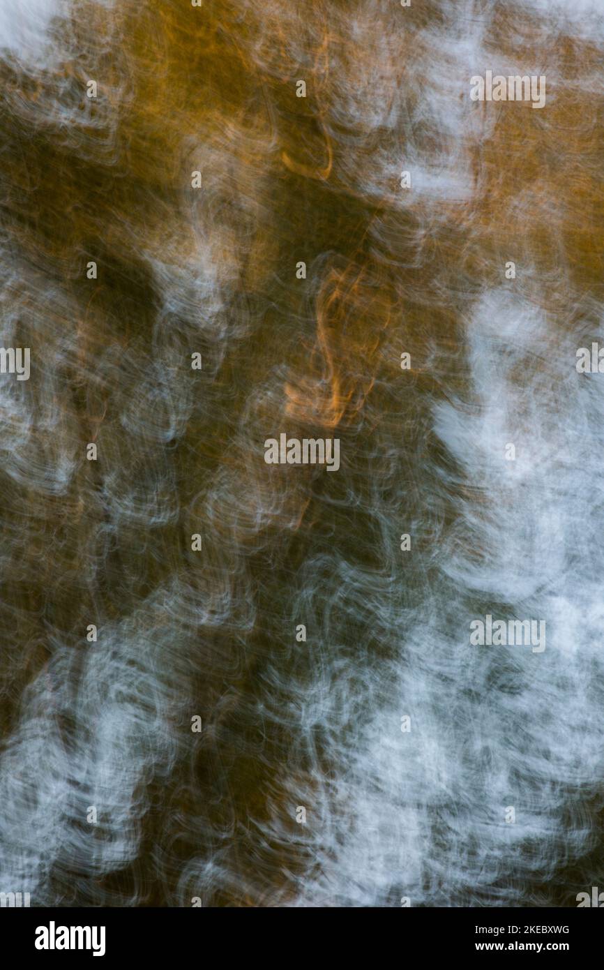 Motion blurred tree leaves hi-res stock photography and images - Alamy