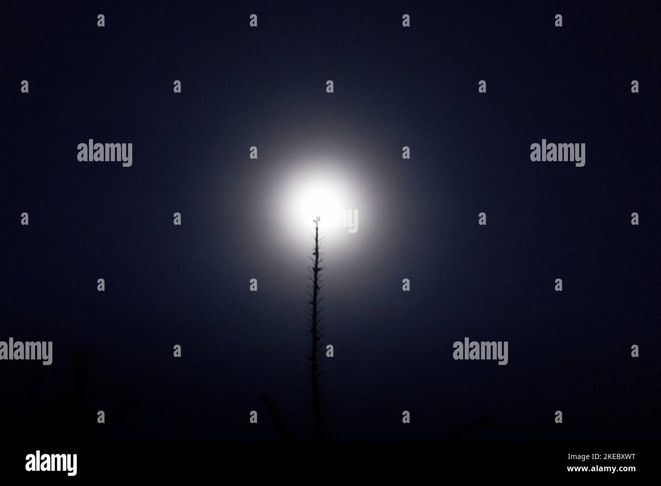 Moon and forest hi-res stock photography and images - Alamy