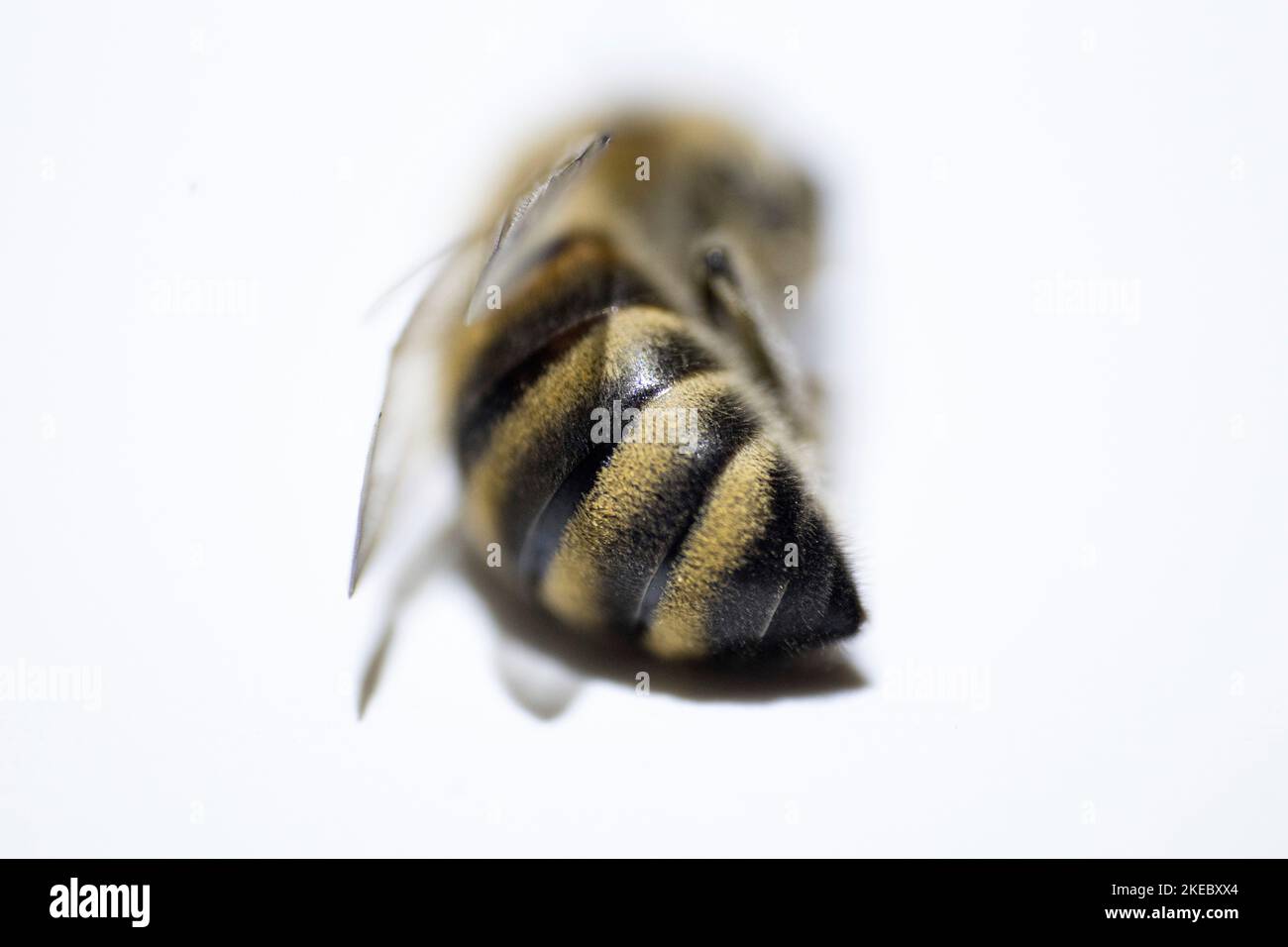 Dead wild bees hi-res stock photography and images - Alamy