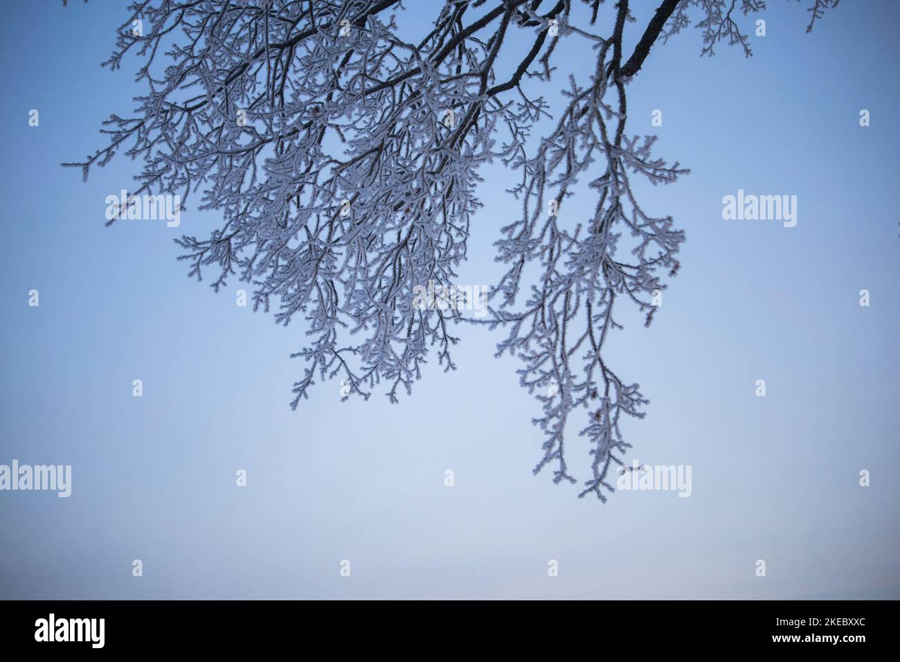 Frost branches hi-res stock photography and images - Alamy