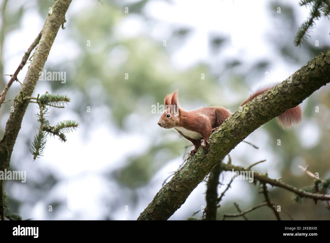 Squirrel in spring forest hi-res stock photography and images - Alamy