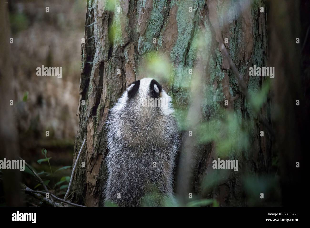 Badger cub in forest Stock Photo - Alamy