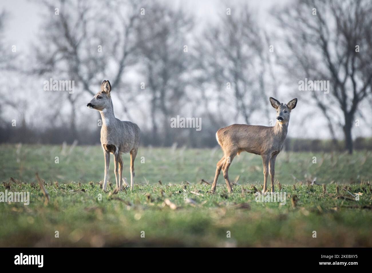 Deer in a field Stock Photo - Alamy