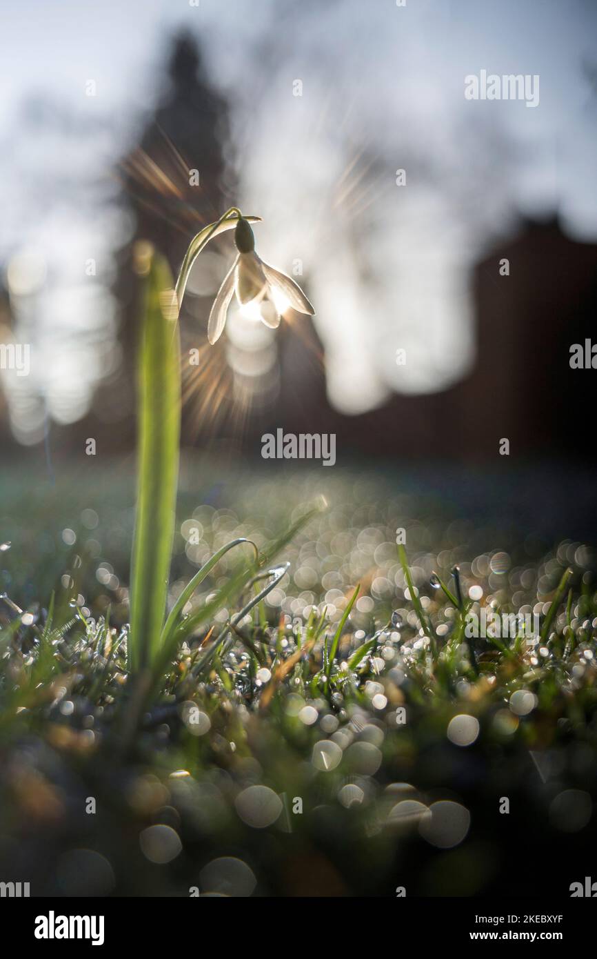 Light reflection in snowdrops Stock Photo - Alamy