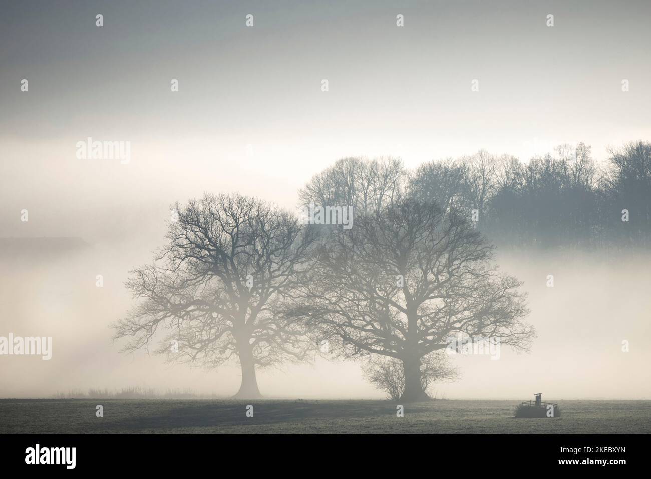 Trees shrouded in fog Stock Photo - Alamy