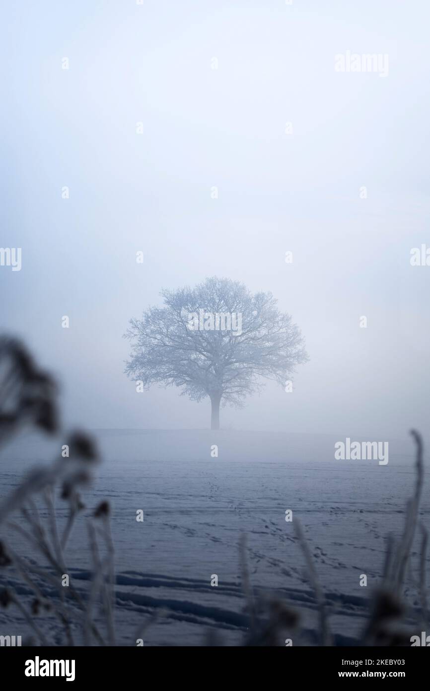 Tree in fog Stock Photo - Alamy