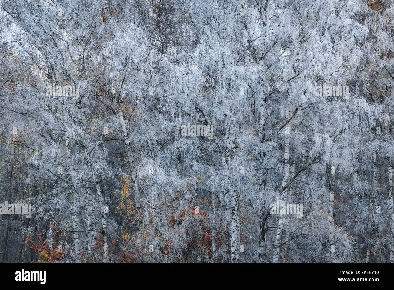 Abstract birches hi-res stock photography and images - Alamy