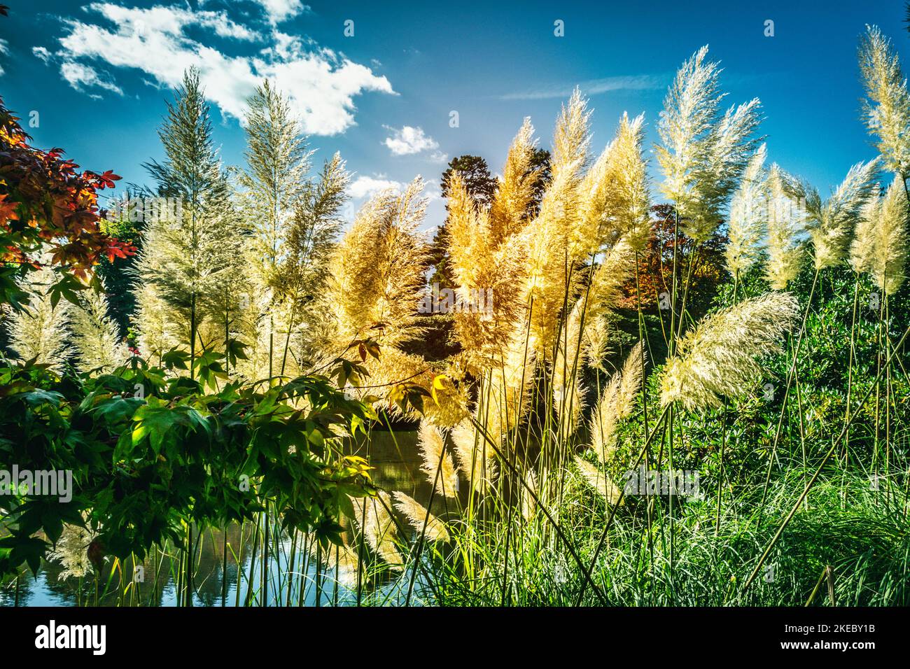 Brightly Coloured Autumn Leaves With Pampas Grass Glowing In The