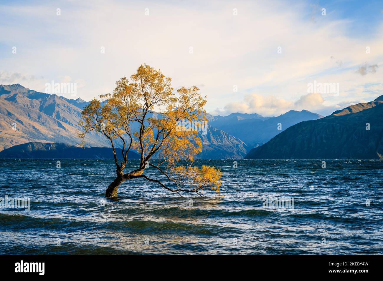 A lonely tree in water in Wanaka, New Zealand for cool background Stock ...