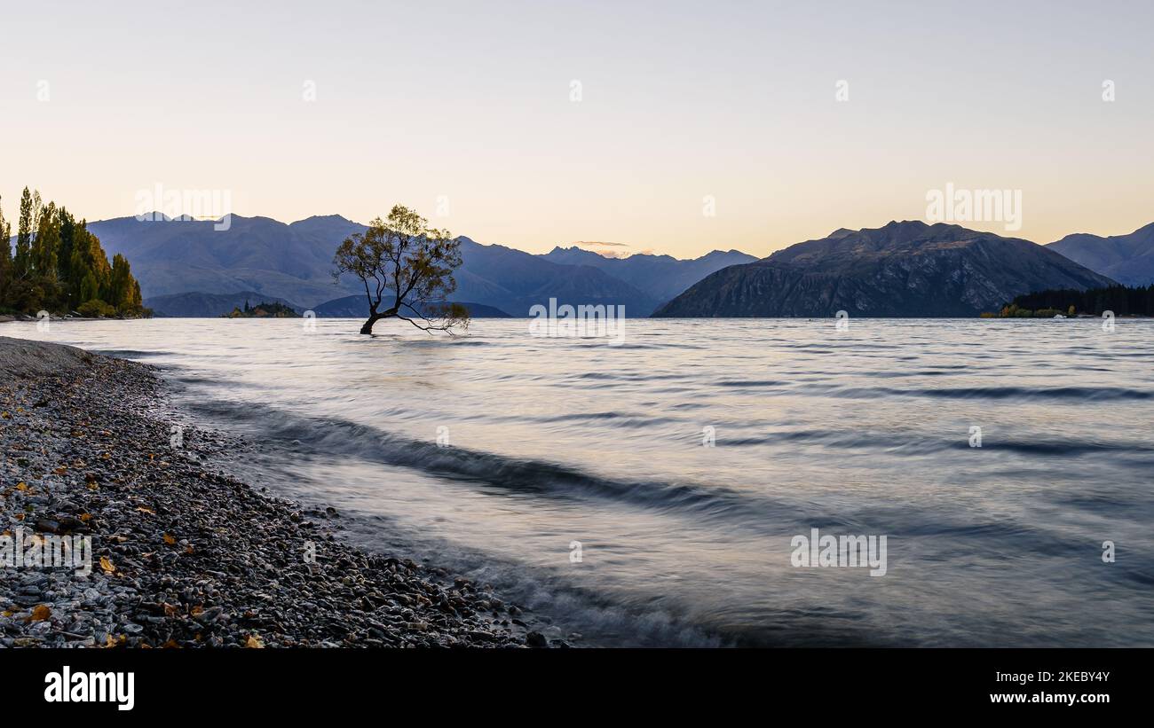 A lonely tree in water in Wanaka, New Zealand for cool background Stock ...
