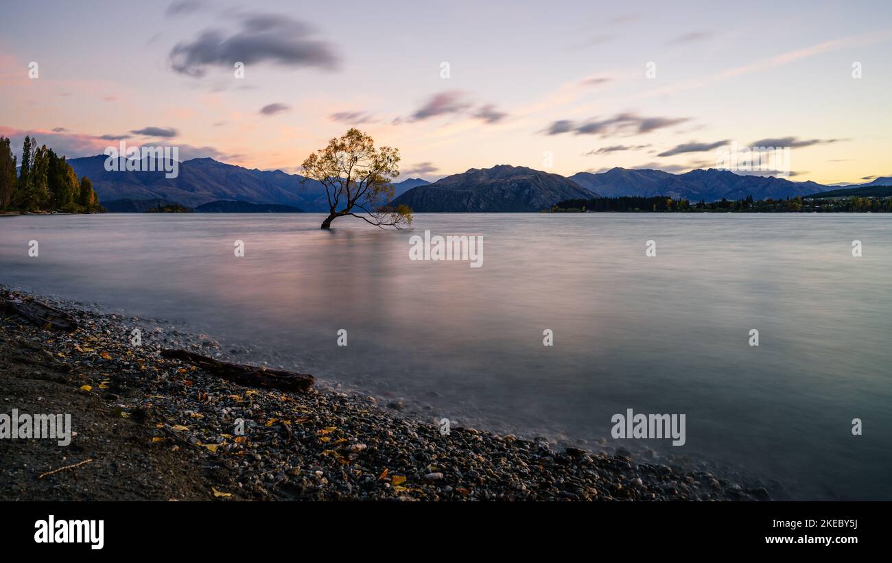 A lonely tree in water in Wanaka, New Zealand for cool background Stock ...