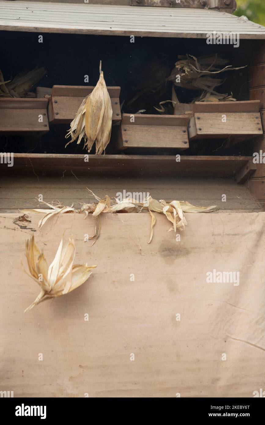 Italy, Lombardy, Historical Reenactment Farmer, Old Corn Shucking ...