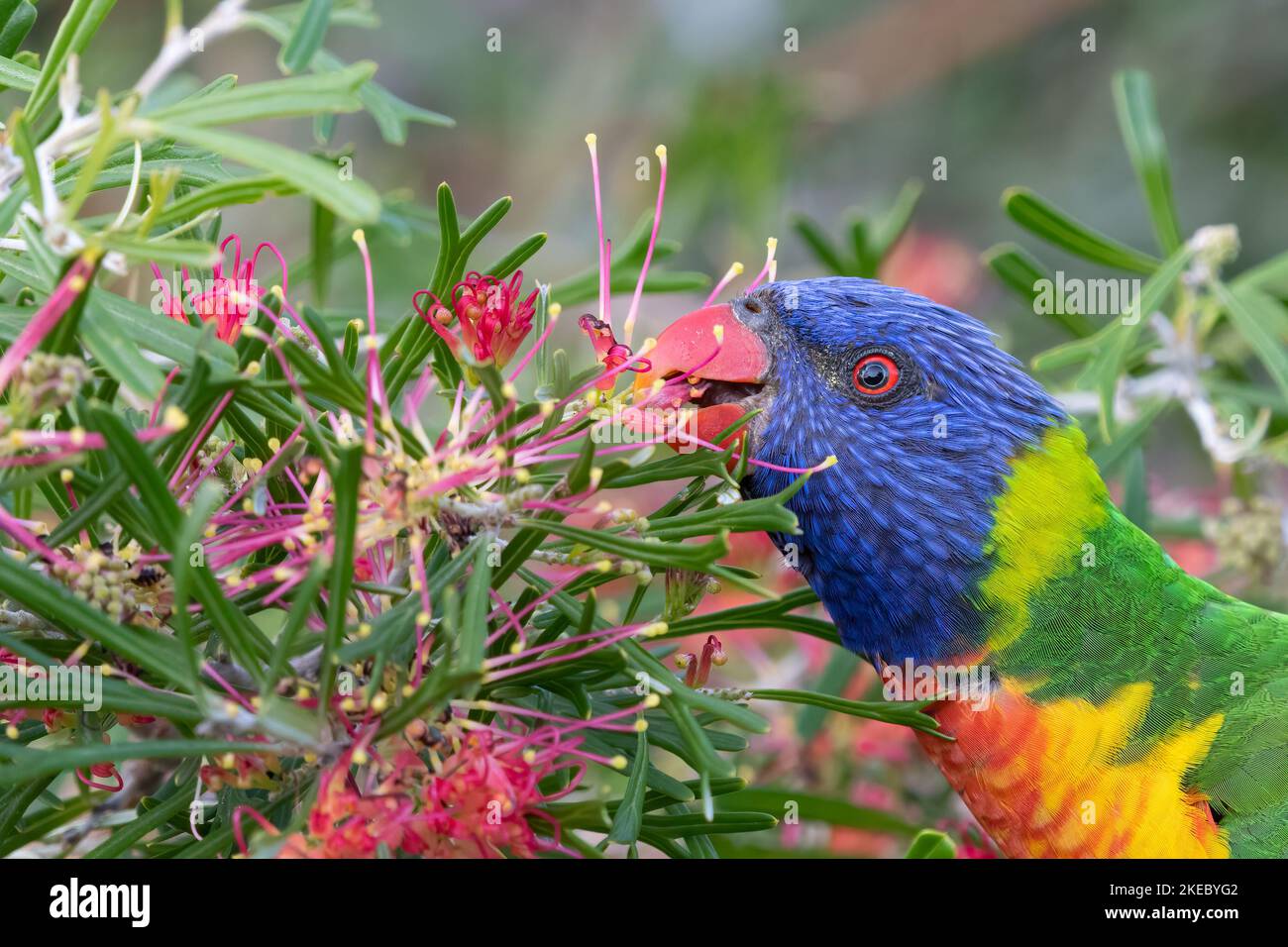 Rainbow lorikeet (Trichoglossus moluccanus Stock Photo - Alamy