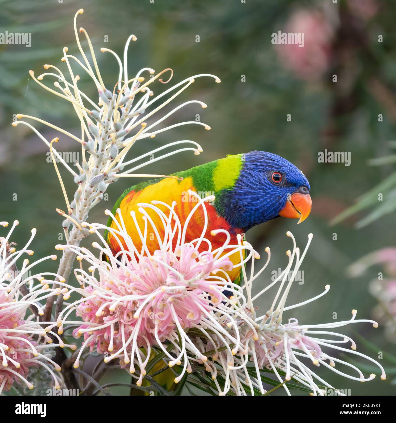 Rainbow lorikeet (Trichoglossus moluccanus Stock Photo - Alamy