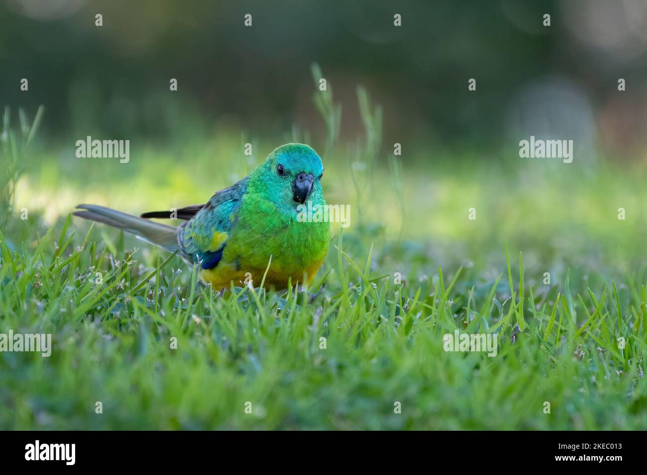 Red-rumped parrot (Psephotus haematonotus) feeding in the grass, Sydney ...
