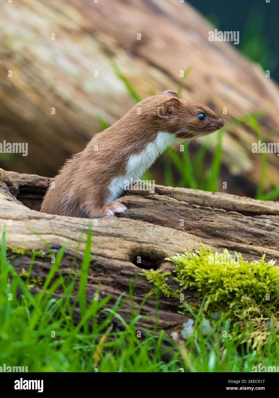 Weasel Looking out of a Log Stock Photo - Alamy