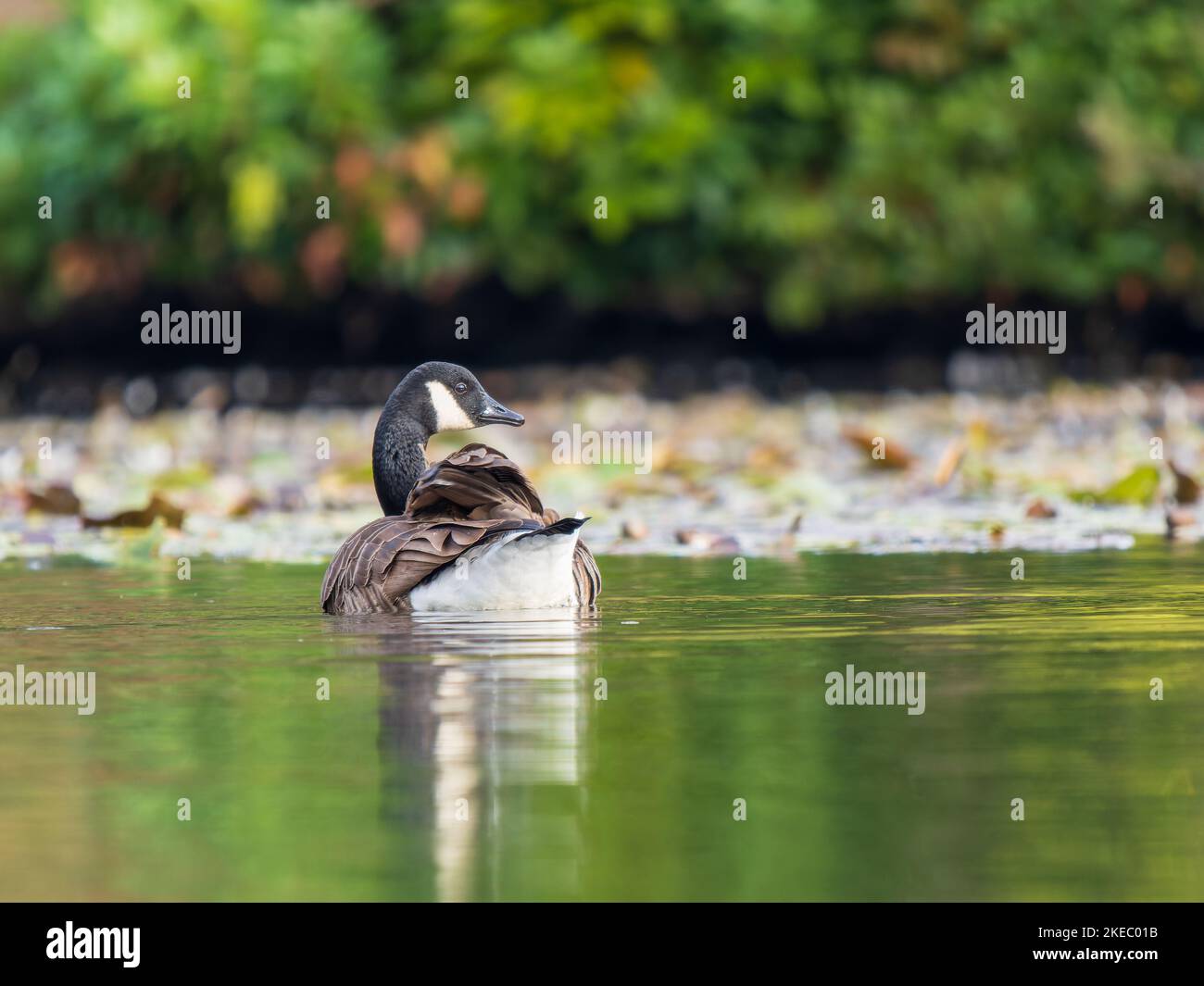 Canada Goose on Water Stock Photo - Alamy