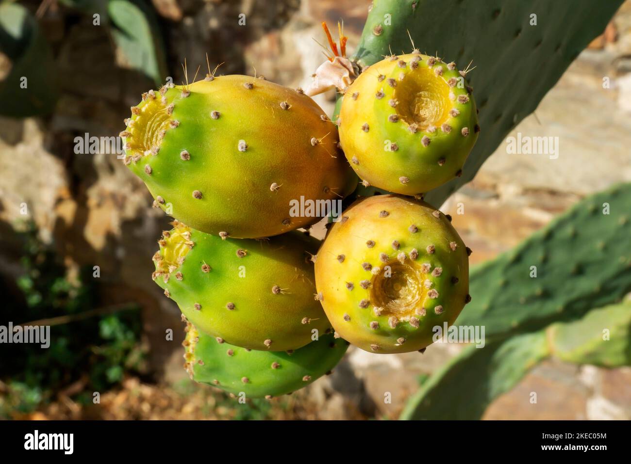 Indian Fig Prickly Pear Cactus Stock Photo - Alamy